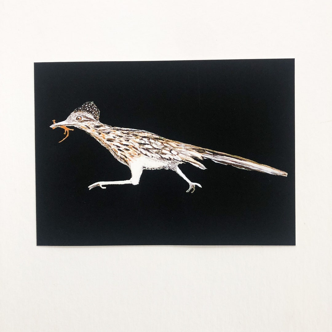 Roadrunner Bird Art Print, Giclee Print, 5 X 7" or 8 X 10" - Etsy