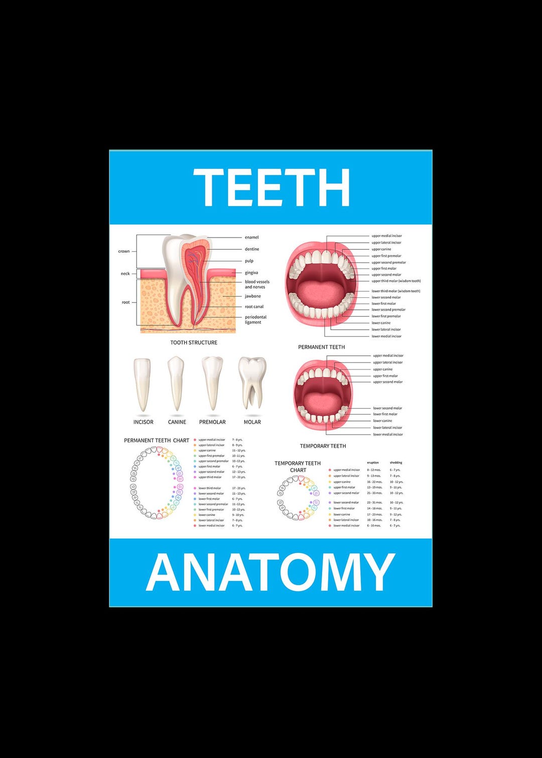 Kids Adults Learning Human Teeth Anatomy Dental Dentist College School ...