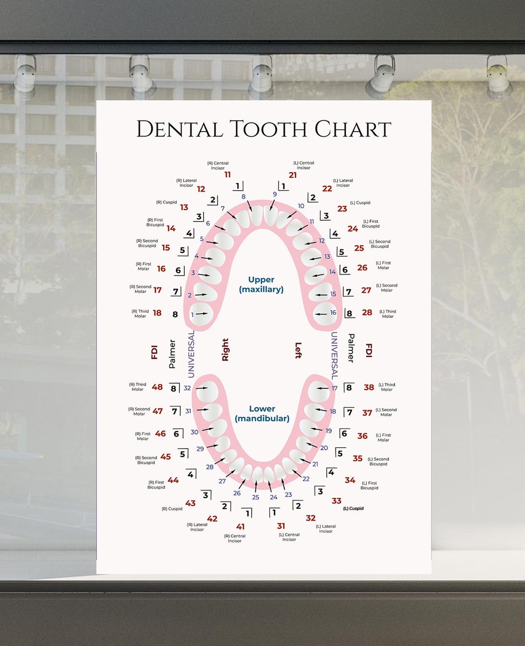 Teeth Dental Chart Dentist Learning Here Wall Poster Sign Notice Opt ...