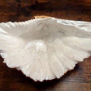 Hand Painted Gold and Pearl Half Clam Shell Iridescent Elegant Coastal ...