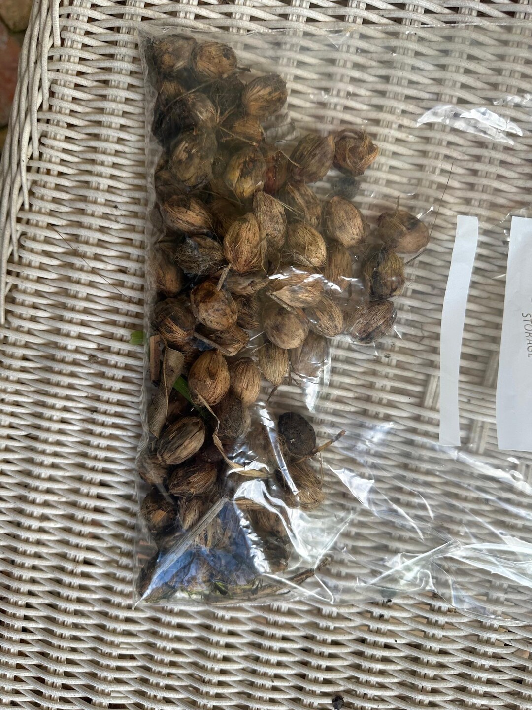 Queen Palm Seeds, Syagrus Romanzoffiana - Etsy