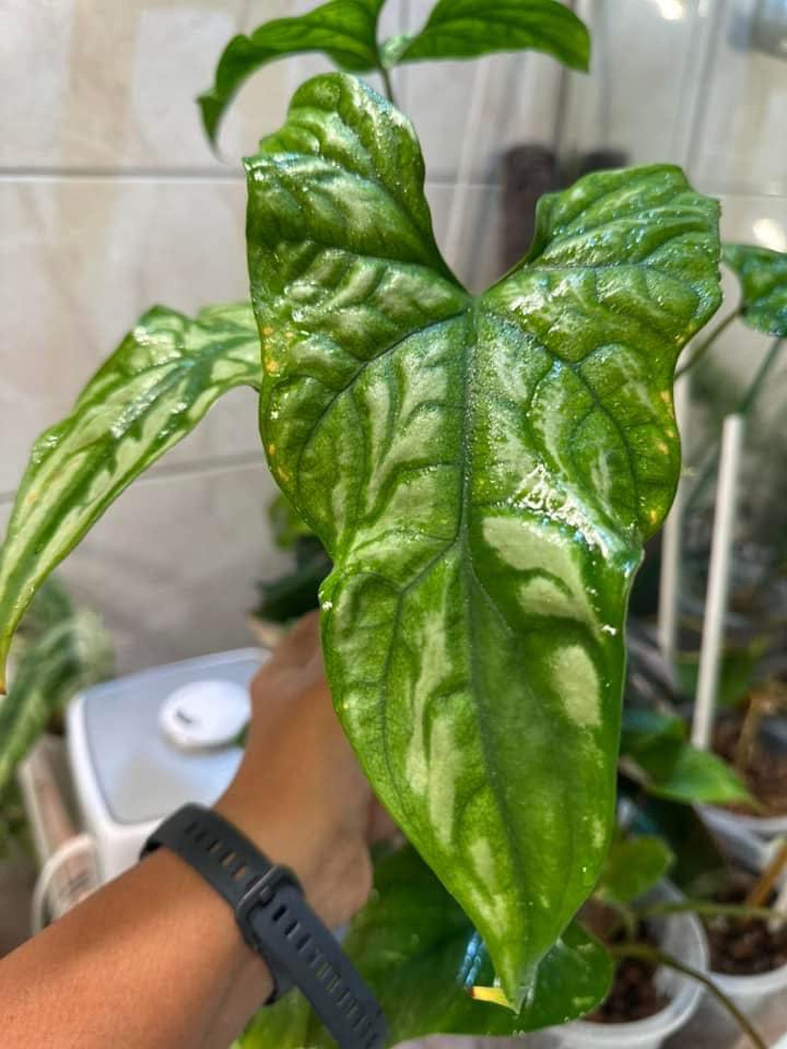 Cercestis Mirabilis Plant - Etsy