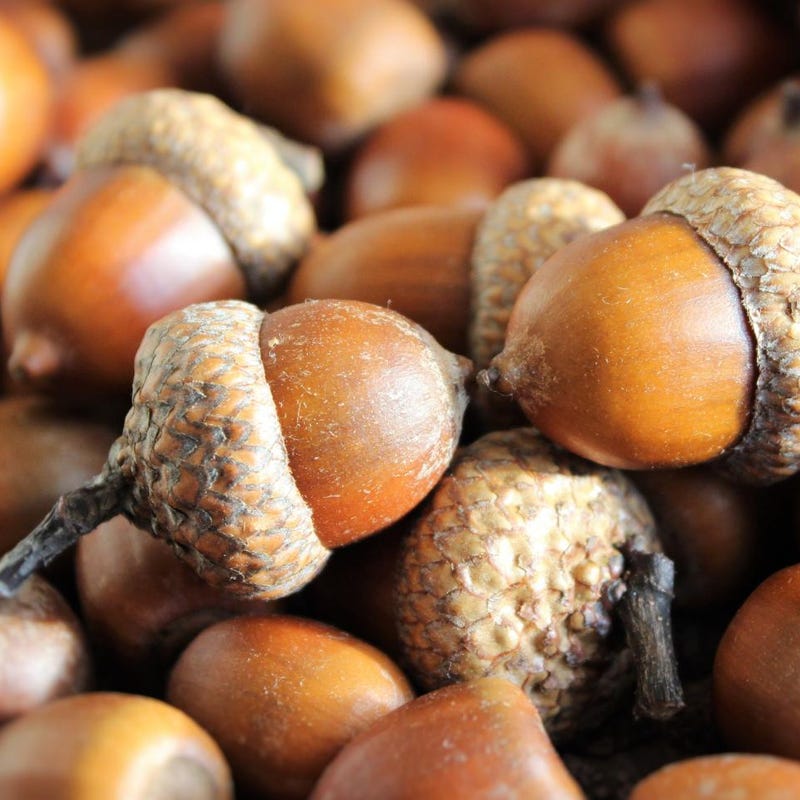 Bulk Acorns - Etsy