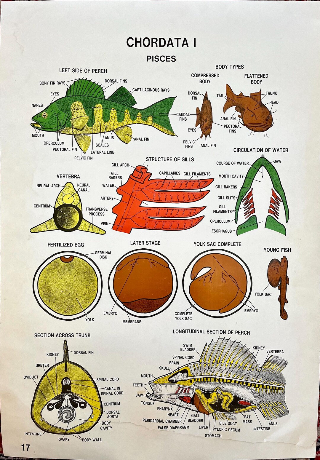 Fish Chart, Vintage Science and Education, Pisces, Chordata, Fish ...