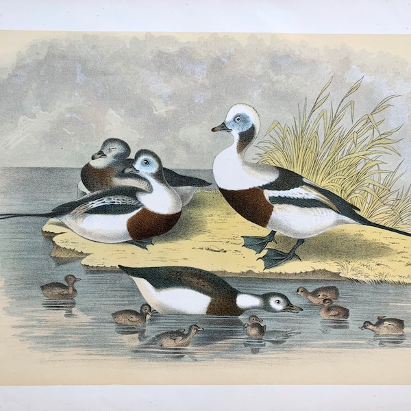 Duck Bird Print - Etsy