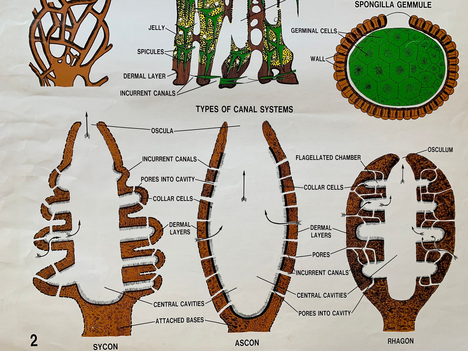 Sponges Chart Original 1970s School Science Class Porifera - Etsy