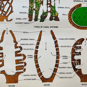 Sponges Chart, Original 1970s School Science Class, Porifera, Sea Life ...