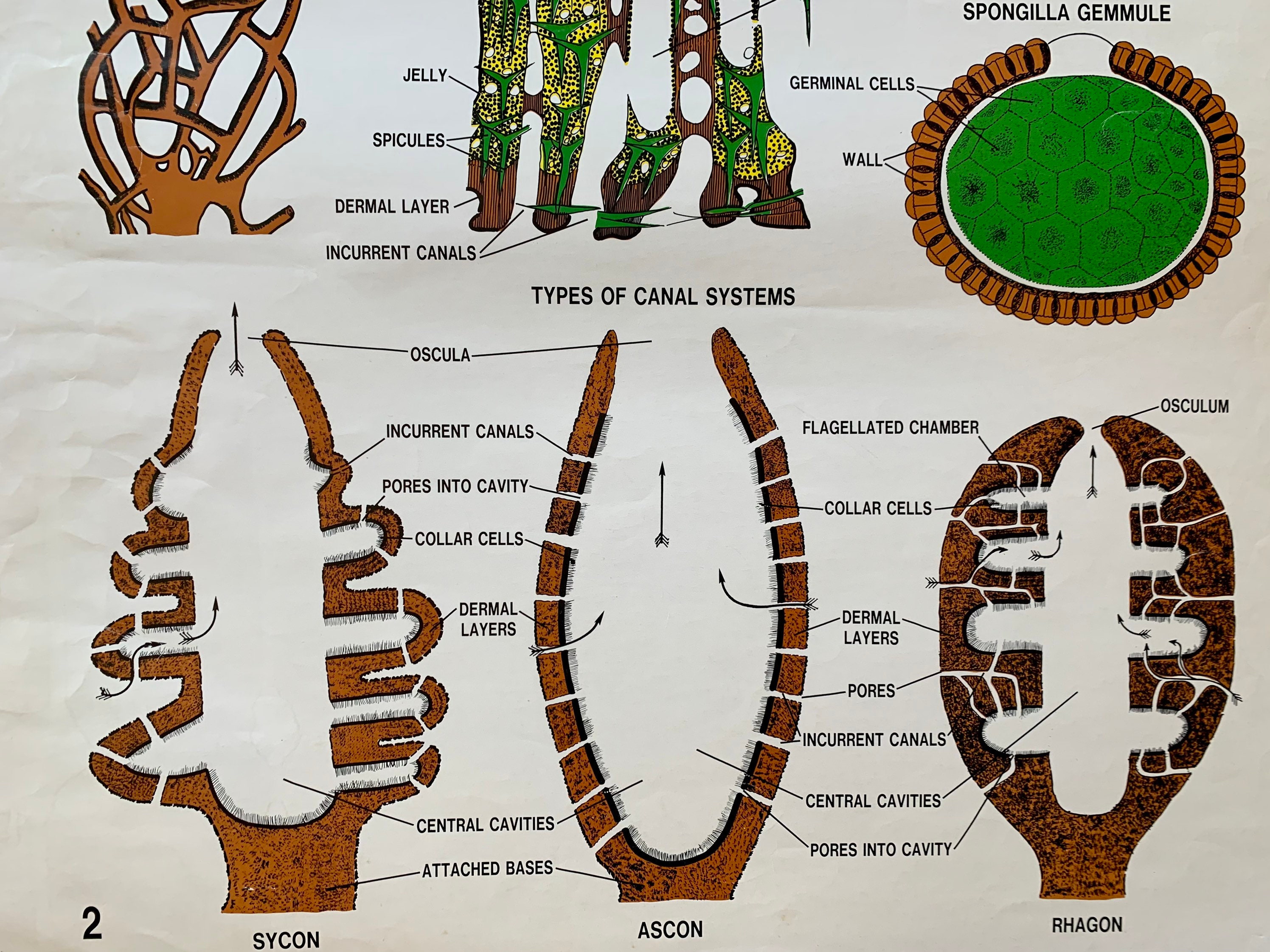 Sponges Chart Original 1970s school science class Porifera - Etsy