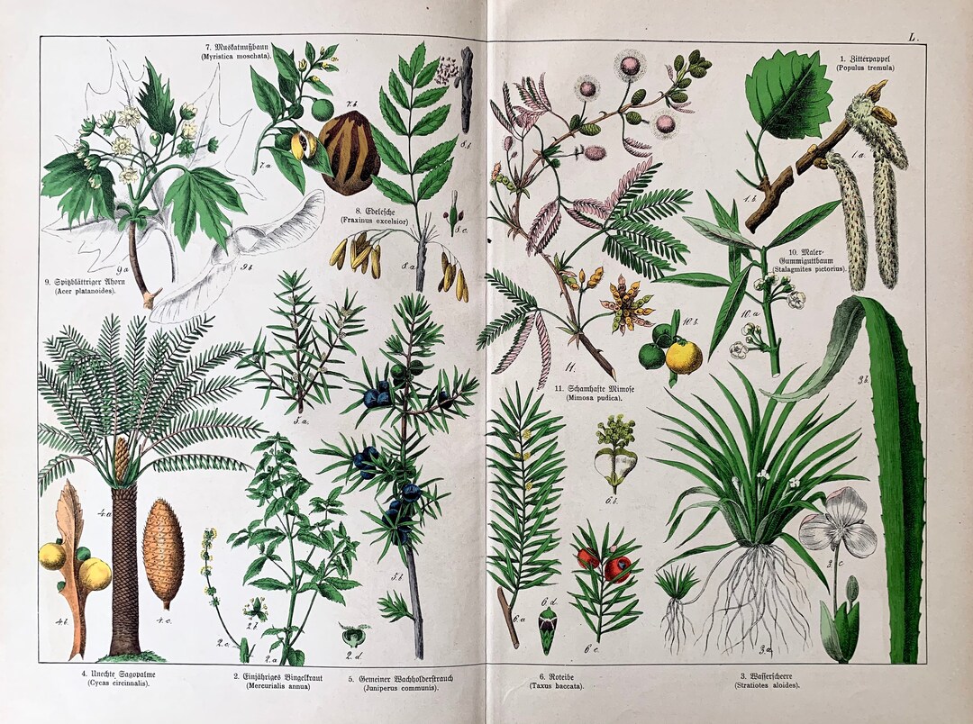 Juniper Print, Original 1890 German Floral Lithograph, Norway Maple ...