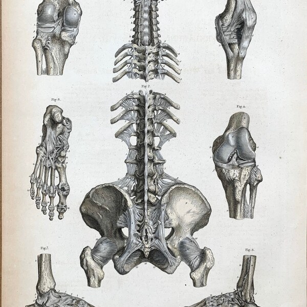 Anatomie Pelvis - Etsy