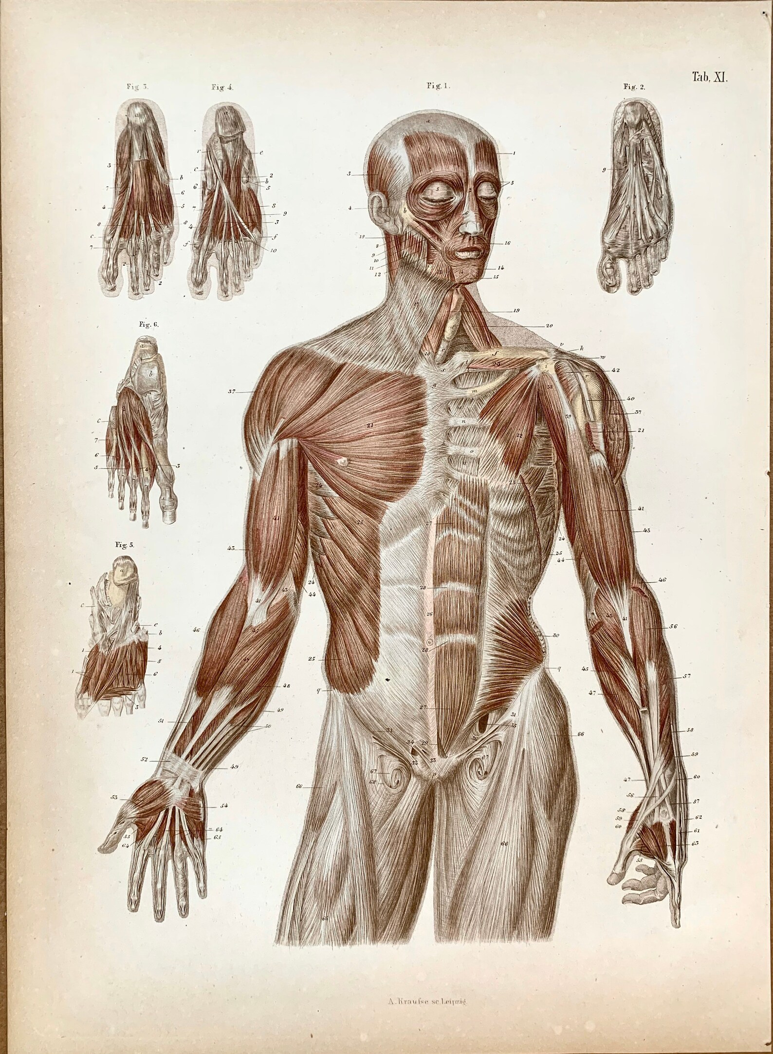 Antique Muscles of the Body Print, Original 1879 German Atlas of Human ...