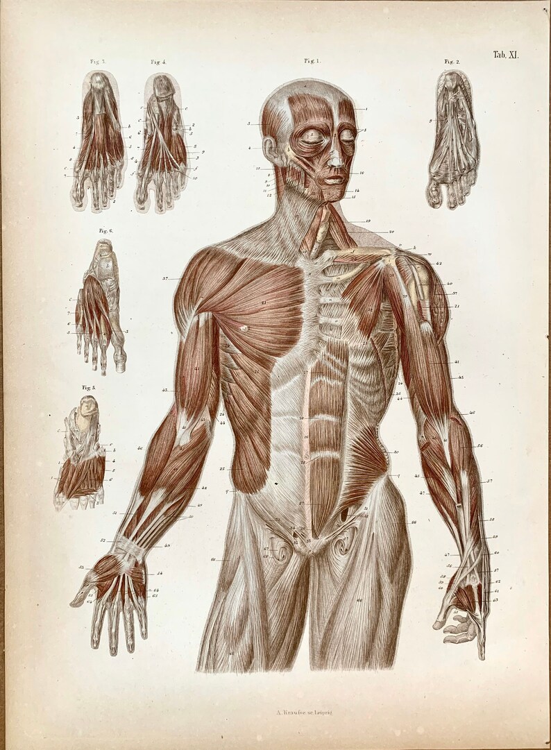 Antique Muscles of the Body Print, Original 1879 German Atlas of Human ...