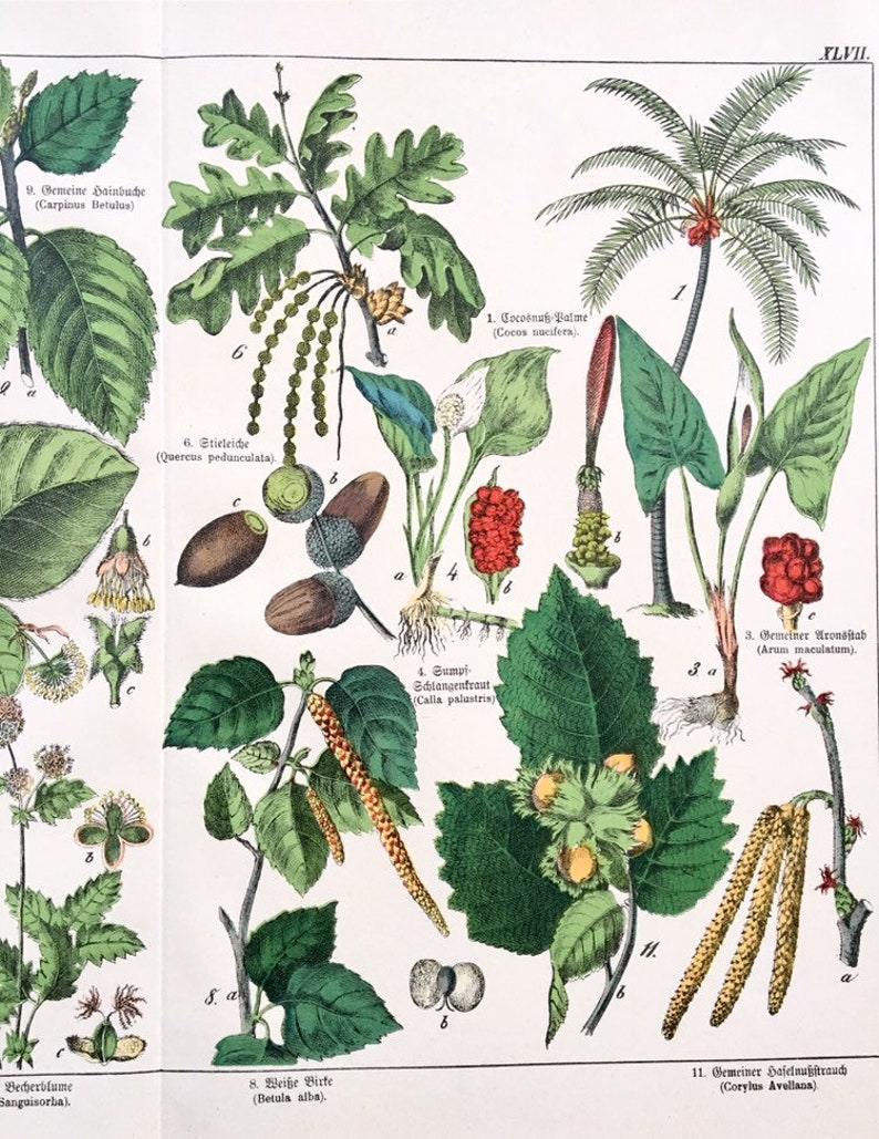 1887 Flowers and Plants, German Colored Engraving, Framable - Etsy