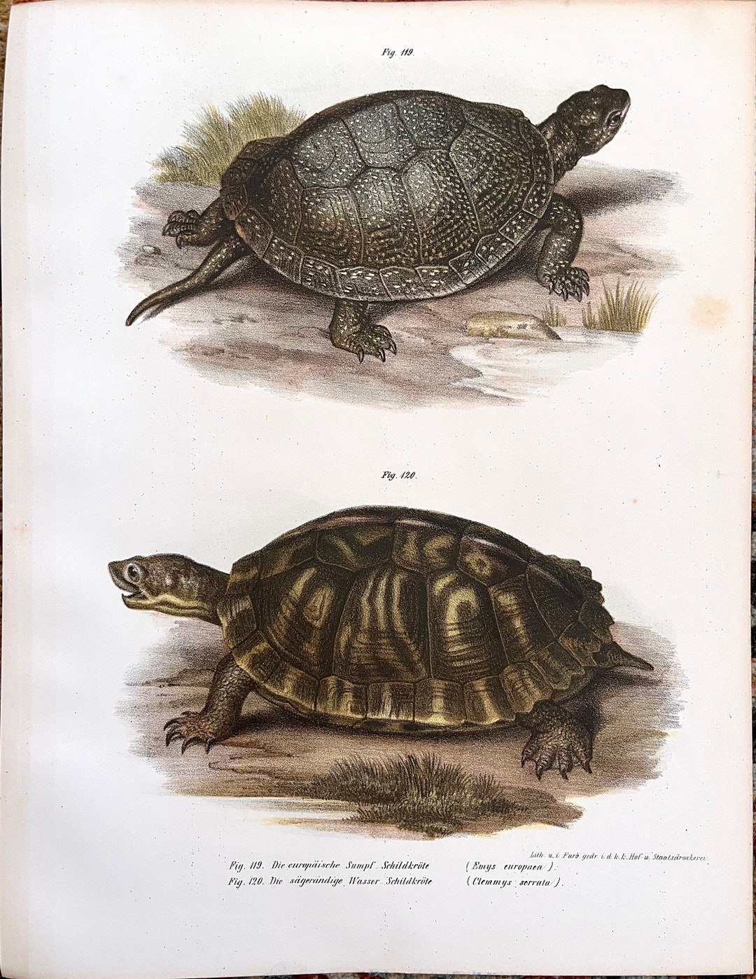 Turtle Print, Original 1864 German Natural History of Reptiles ...