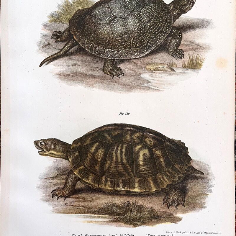 Turtle Print - Etsy