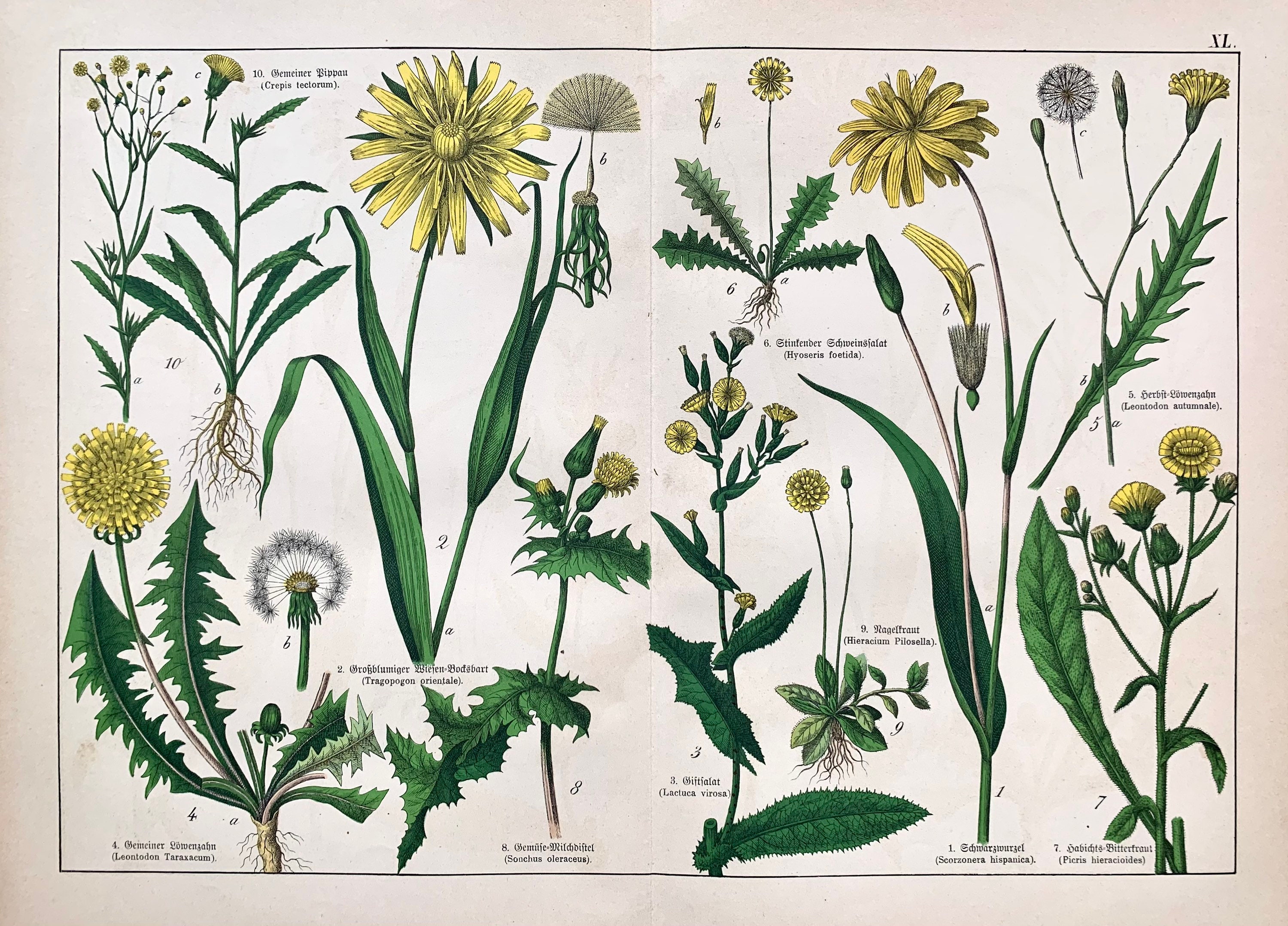 Sunflower Print Original 1890 German Floral Goatsbeard - Etsy