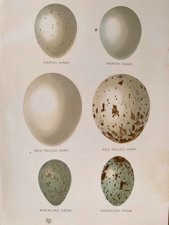 Red Tailed Hawk Eggs