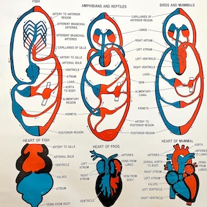 Vintage Blood Circulation Diagram, Fish Heart, Circulatory System ...