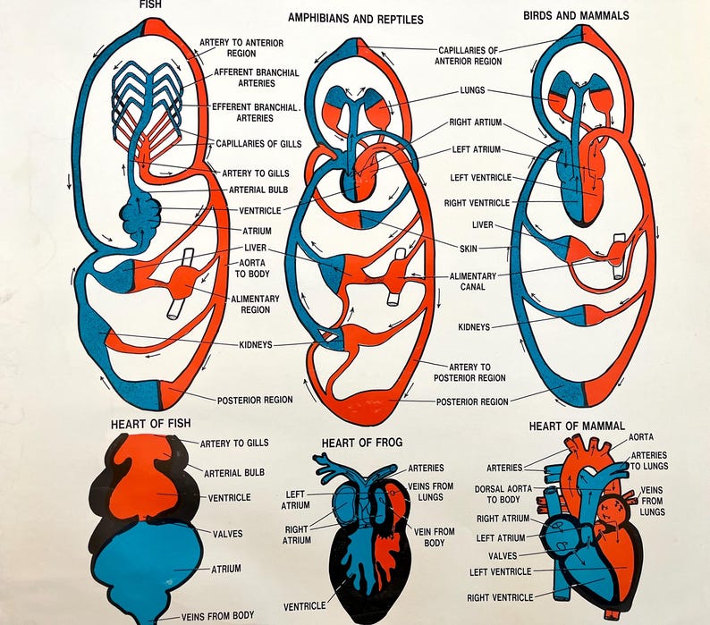 Vintage Blood Circulation Diagram, Fish Heart, Circulatory System ...