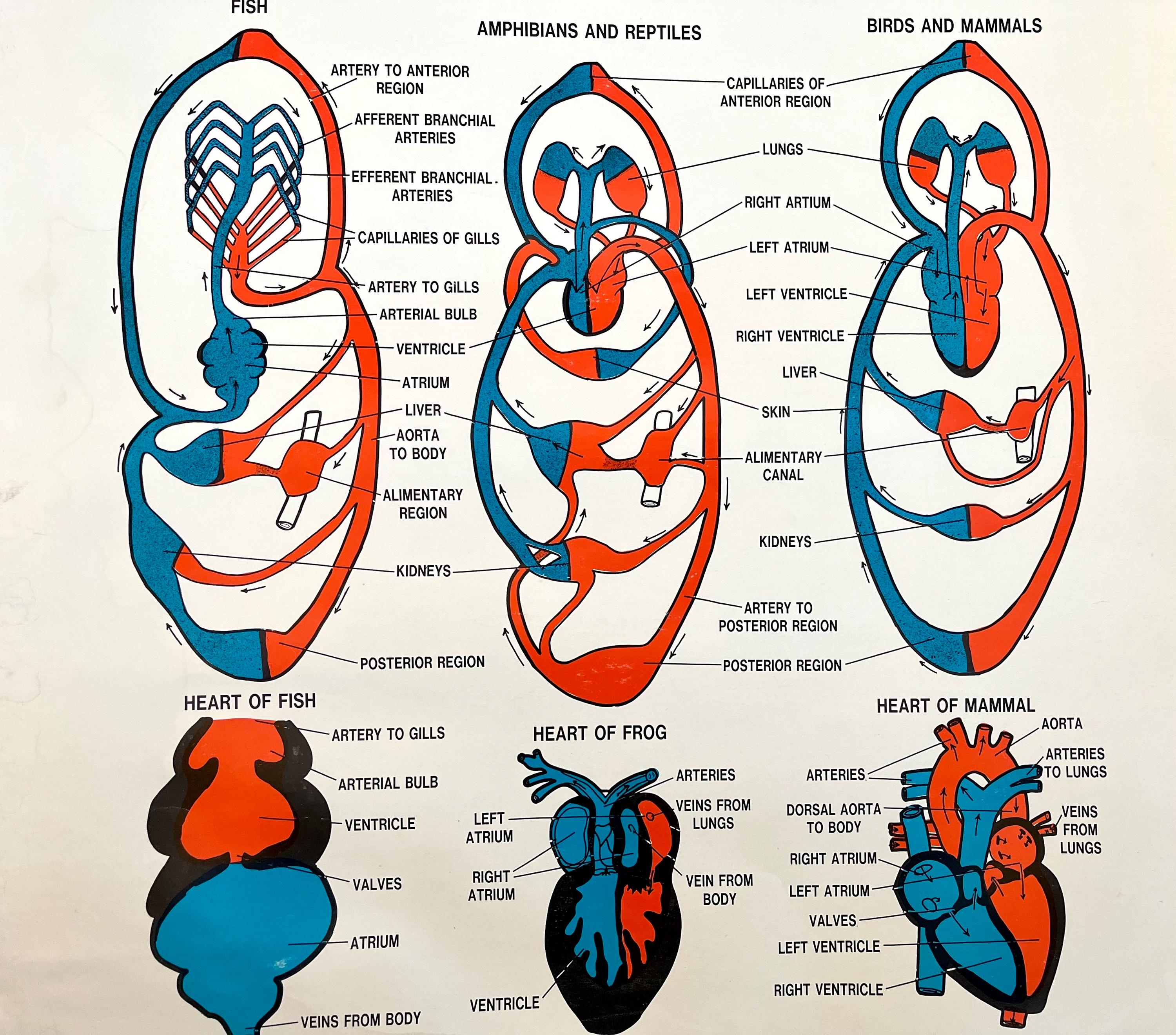 Vintage Blood Circulation Diagram, Fish Heart, Circulatory System ...