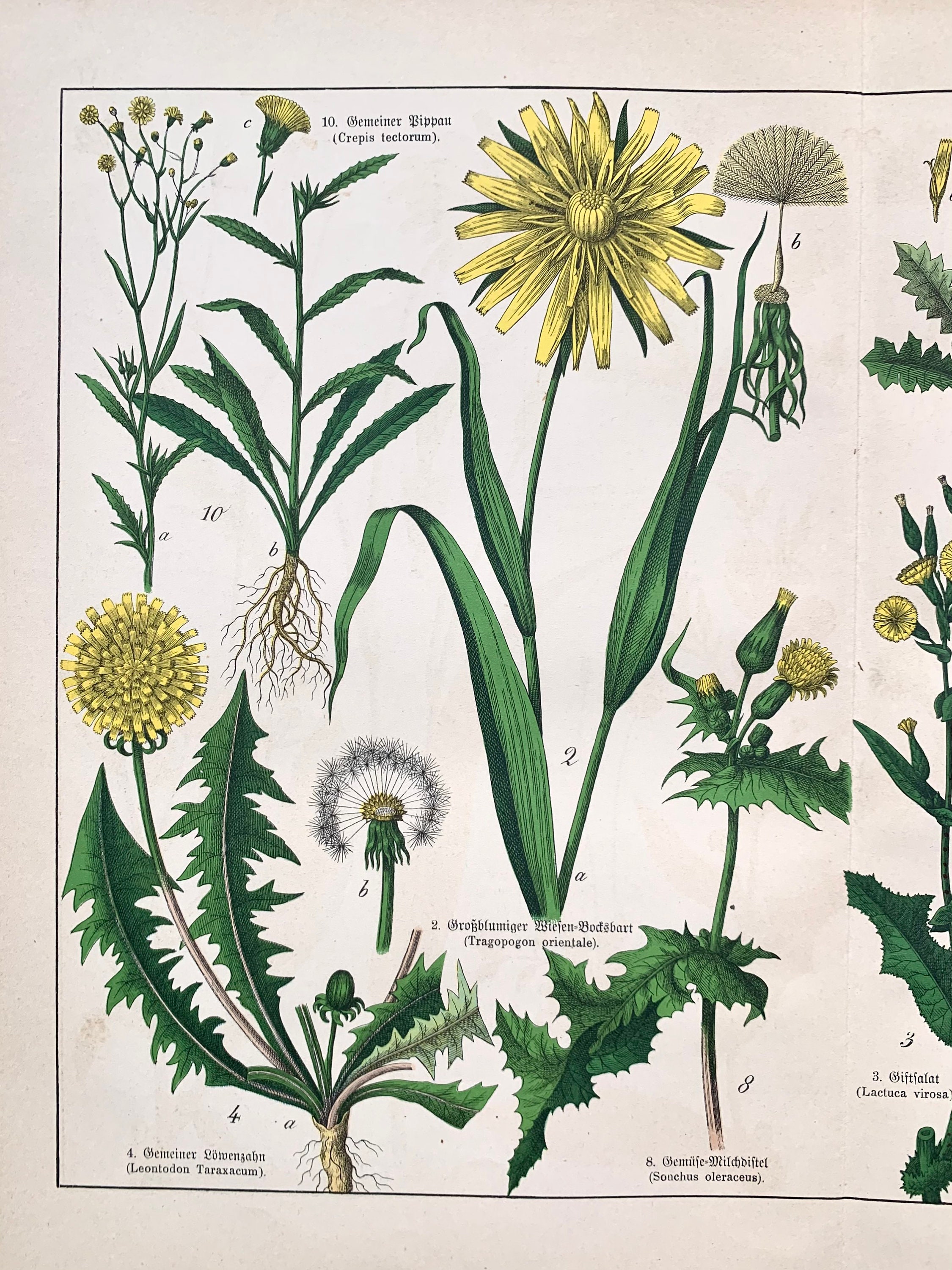 Sunflower Print Original 1890 German Floral Goatsbeard - Etsy