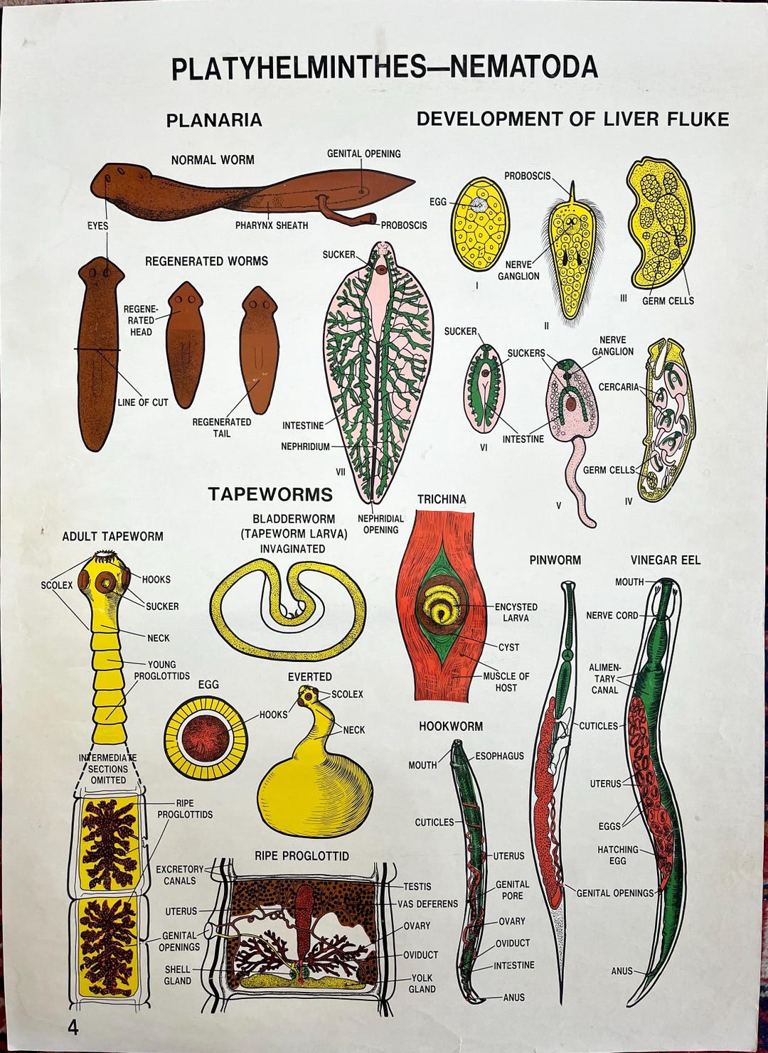Platyhelminthes Chart, Nematoda, Original 1960s Science and Education ...