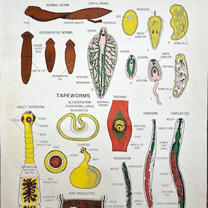 Platyhelminthes Chart, Nematoda, Original 1960s Science and Education ...