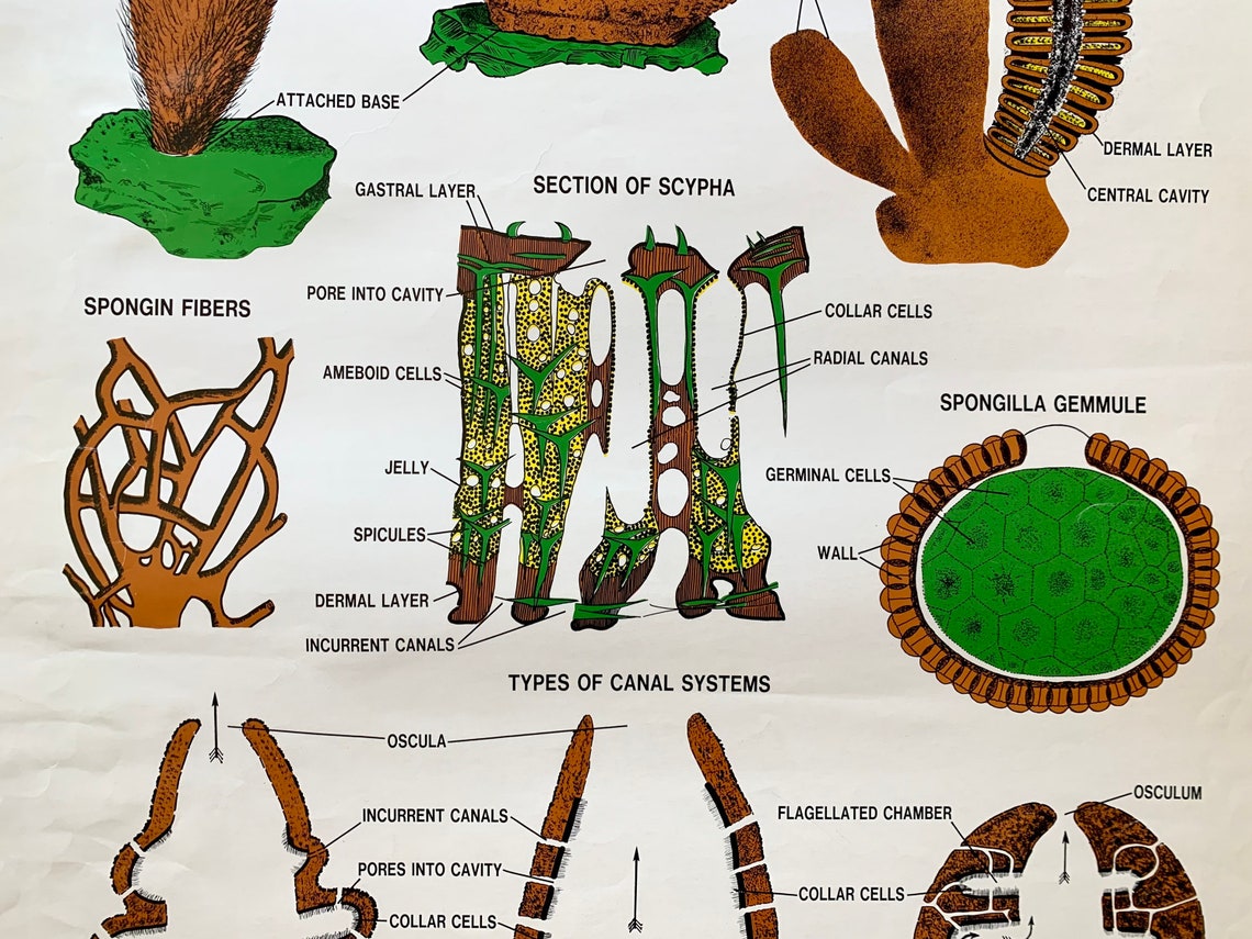 Sponges Chart Original 1970s School Science Class Porifera - Etsy