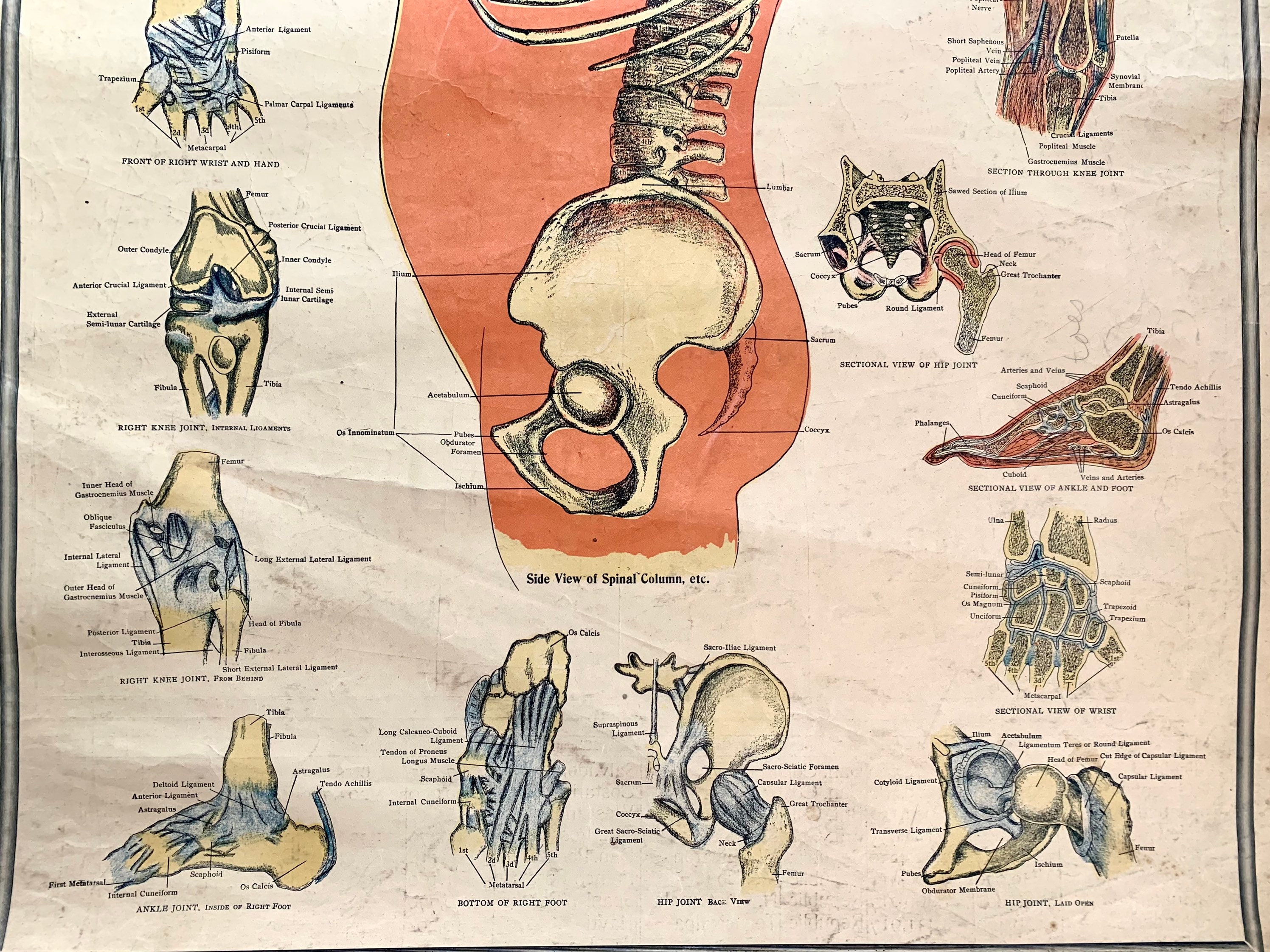 Antique Physiology Chart Original 1900 Medical Poster Bones - Etsy