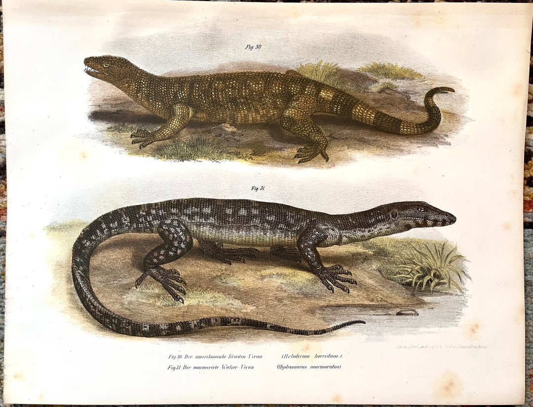 Monitor Lizard, Original 1864 Natural History of Reptiles Print ...