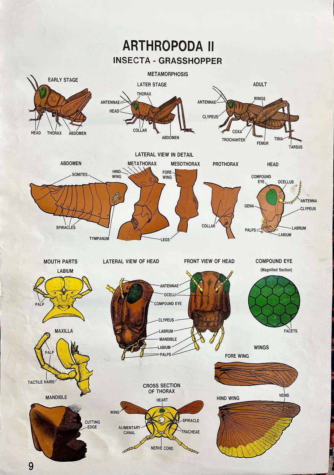 Grasshopper Chart, Arthropoda, Original 1960s Science and Education ...