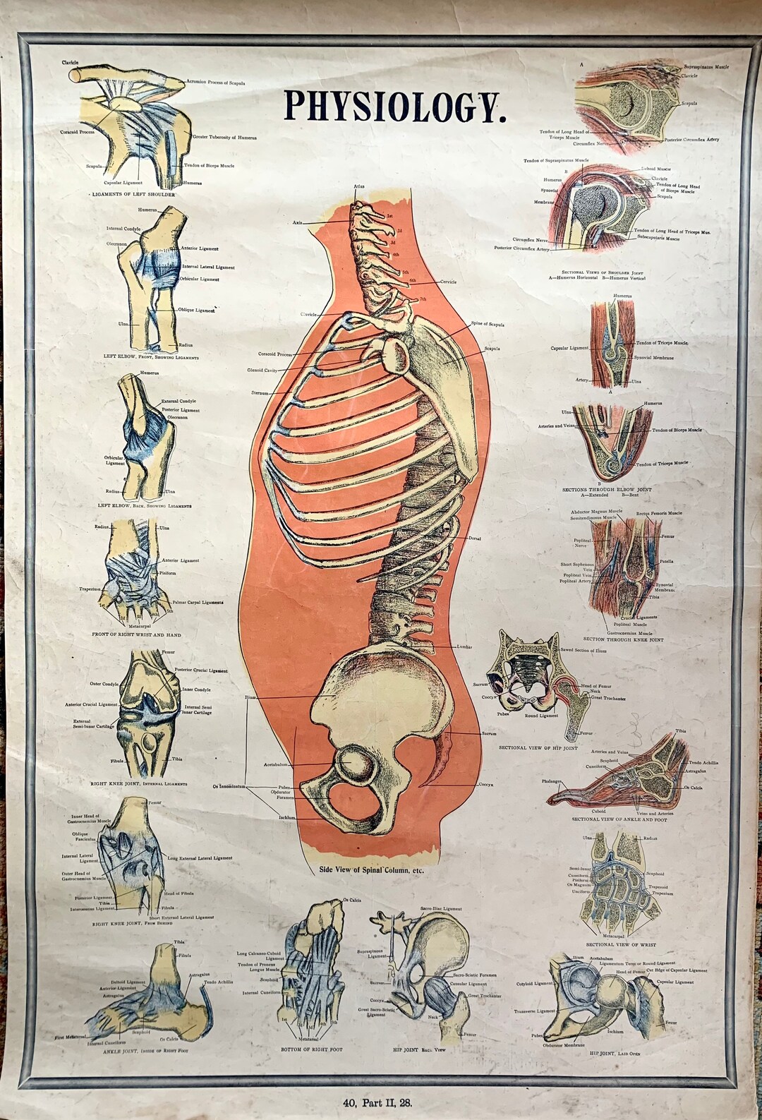 Antique Physiology Chart, Original 1900 Medical Poster, Bones ...