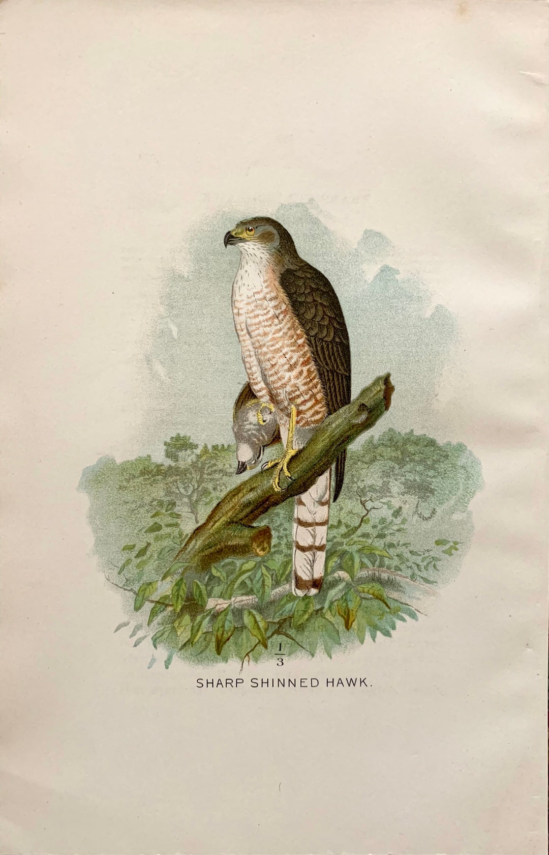 Sharp Shinned Hawk Print, Original 1897 Birds of Pennsylvania ...