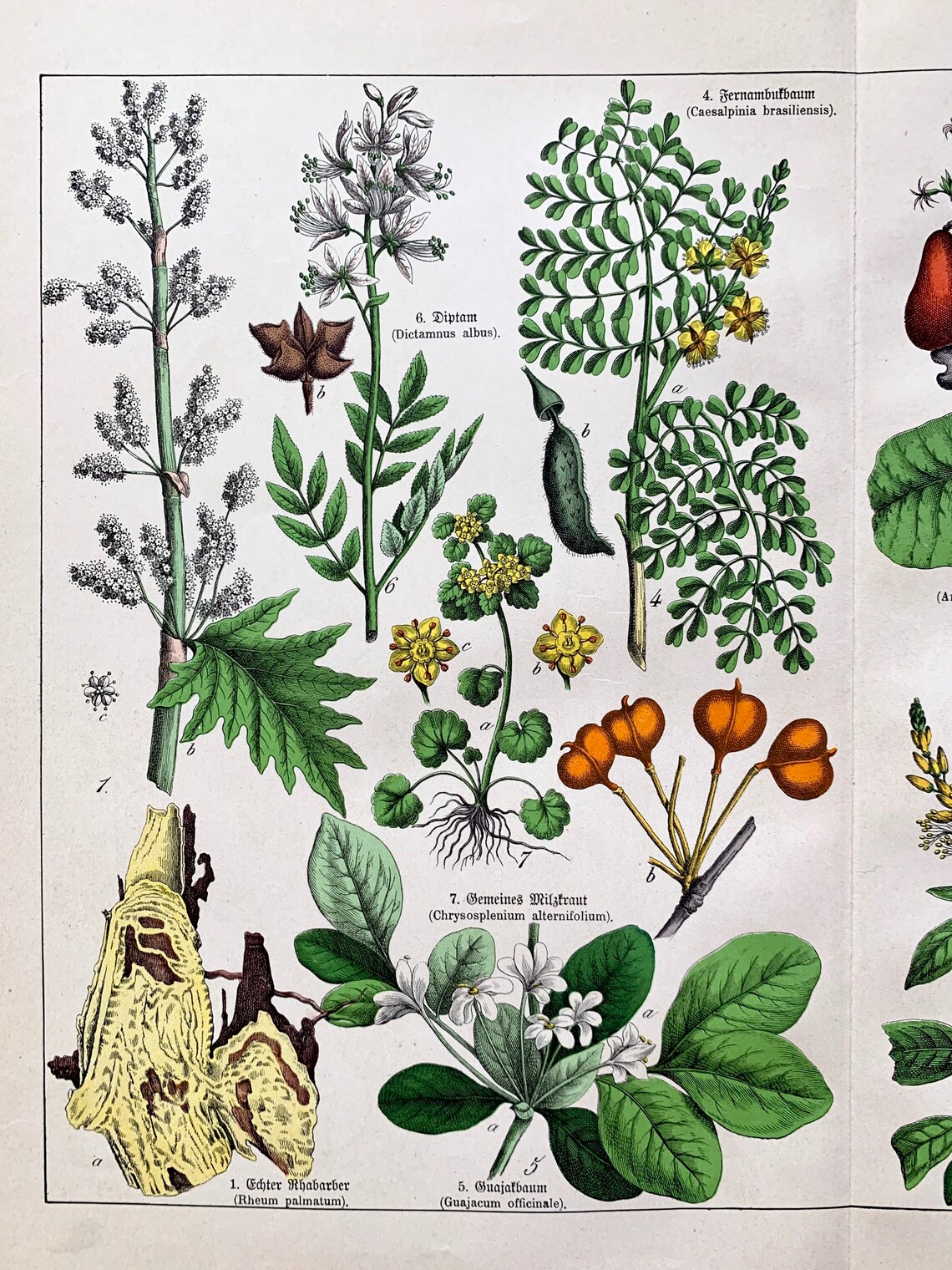 Antique Floral Print Original 1890 German Lithograph | Etsy