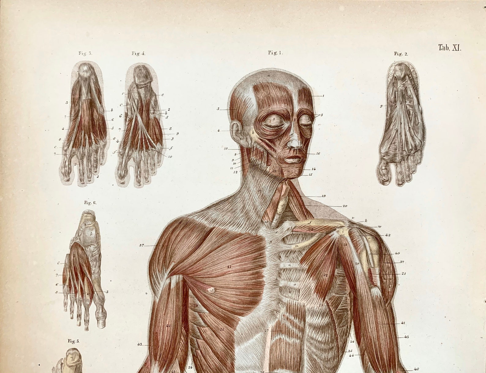 Antique Muscles of the Body Print, Original 1879 German Atlas of Human ...