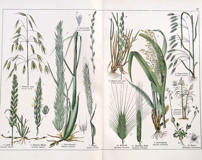 Oat Print Original 1890 German Floral Lithograph Ryegrass - Etsy