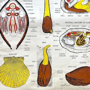 Clam Chart, Original 1960s Science and Education School Diagram ...