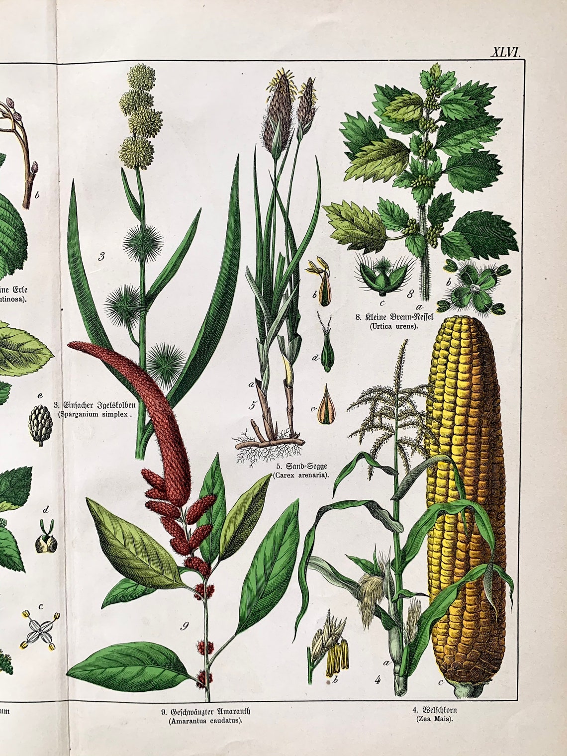 Boxwood print Original 1890 German Floral Lithograph corn | Etsy