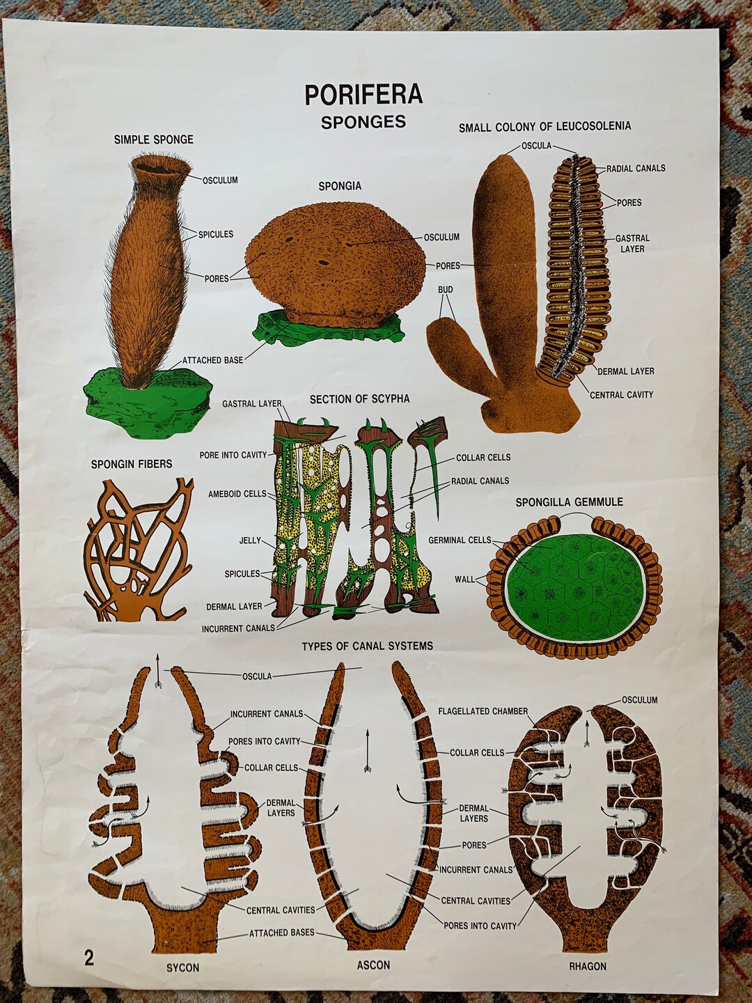 Sponges Chart, Original 1970s School Science Class, Porifera, Sea Life ...