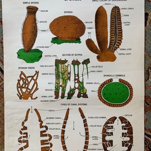 Sponges Chart, Original 1970s School Science Class, Porifera, Sea Life ...