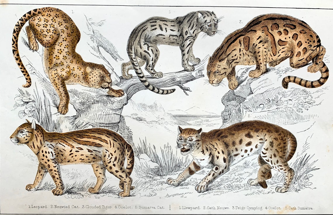 Antique Leopard Print Original 1850 Hand Colored Lithograph | Etsy