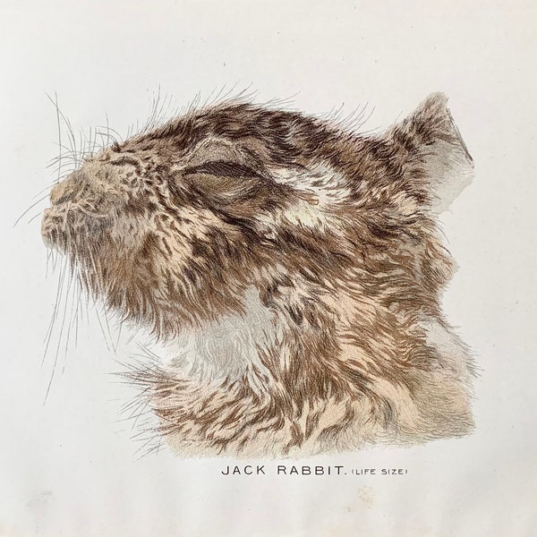 Jack Rabbit - Etsy