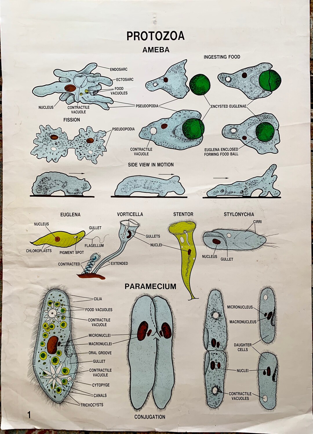 Ameba Chart Protozoa Chart Original 1970 Science Class - Etsy