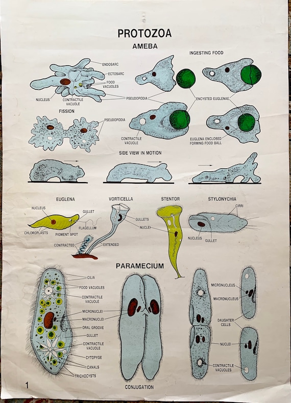Protozoa Labeled Diagram