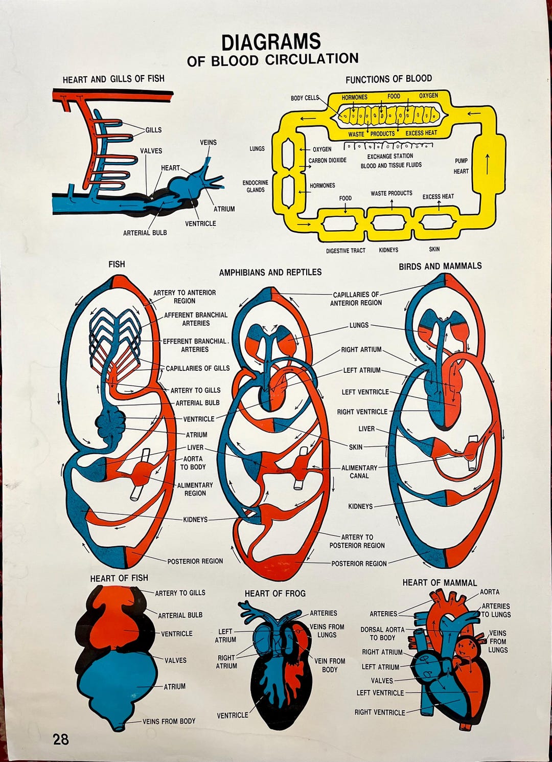 Vintage Blood Circulation Diagram, Fish Heart, Circulatory System ...