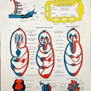 Vintage Blood Circulation Diagram, Fish Heart, Circulatory System ...