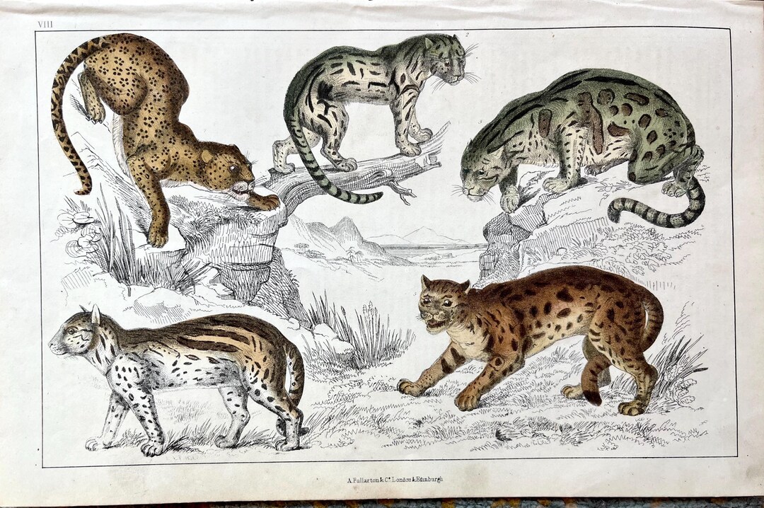Antique Leopard Print, Original 1853 Hand Colored Lithograph, Tiger ...