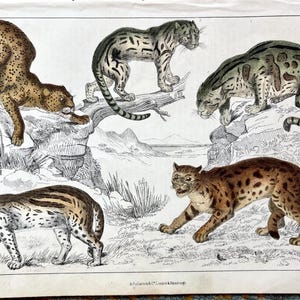 Antique Leopard Print, Original 1853 Hand Colored Lithograph, Tiger ...