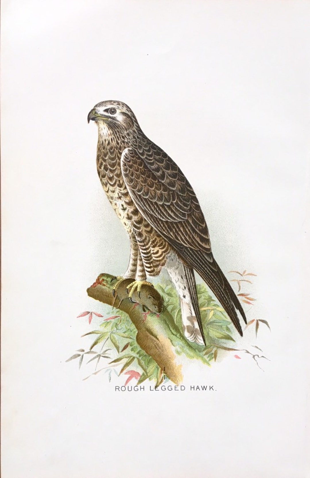 1897 Rough Legged Hawk, Original Print, Pennsylvania Birds, Birds of ...