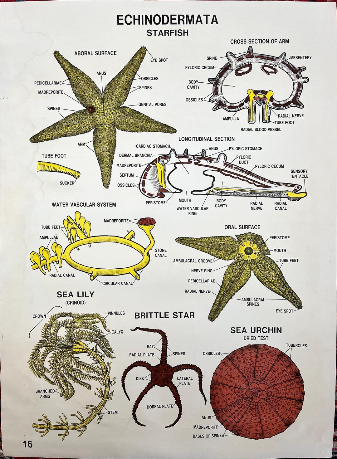 Vintage Starfish Chart, Original 1960s Science and Education School ...
